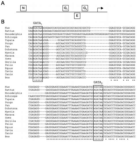 Predicted Transcription Factor Binding Sites In The Fev Upstream Region