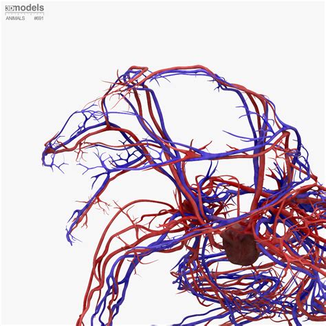 Frog Circulatory System 3d Model Download Amphibians On