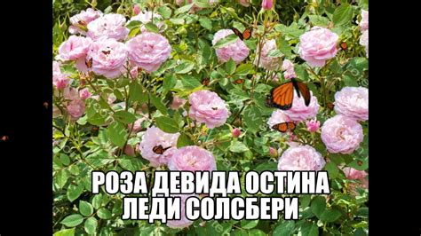 Роза Девида Остина Леди Солсбери - YouTube