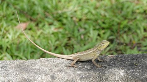 Oriental Garden Lizard Markeisingbirding