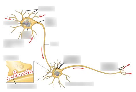 Bi 213 Chapter 48 Neurons Synapses And Signaling Diagram Quizlet