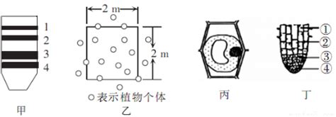 如图表示某动物体细胞有丝分裂的细胞周期 以下叙述正确的是 A完成e时期的子细胞变化方向有两种可能 一种如图所示 另一种将分化成某种组织B