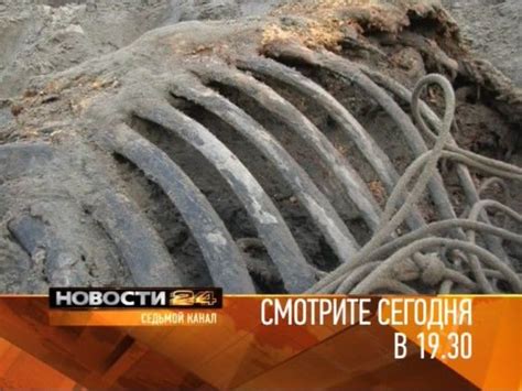 Нашли мамонта — Новости 7 канала Красноярск