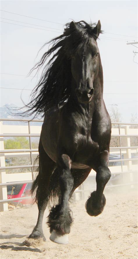 Friesian Stallion Apollo