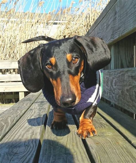 Dachshund Dog Puppies On Wooden Bench