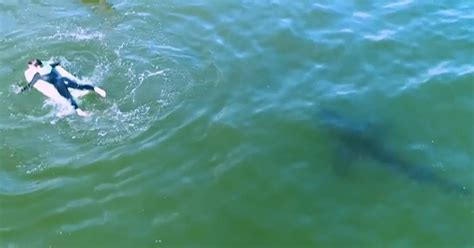 Un Surfista Murió Por El Ataque De Un Tiburón Blanco En Una Playa De