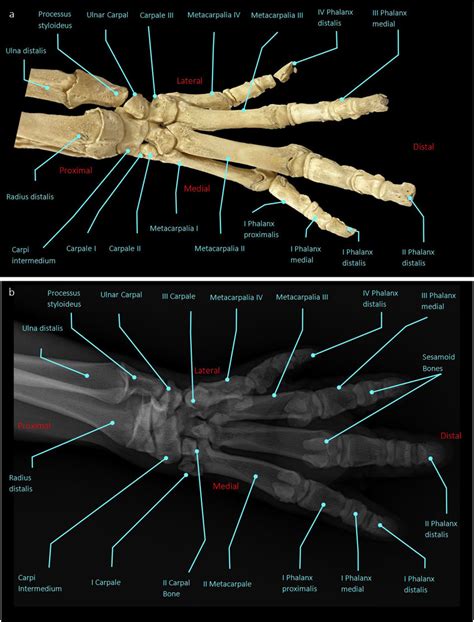A Dorsal View Of Skeleton Manus B Dorsal Radiographic Projection