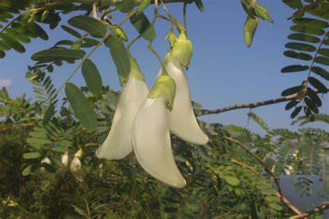 Sesbania Grandiflora