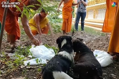 ข่าวชาวโซเชียลแห่อาลัยเจ้านิโคลธาราม สุนัขสายพันธุ์อินเดีย ถูกรถชนตาย