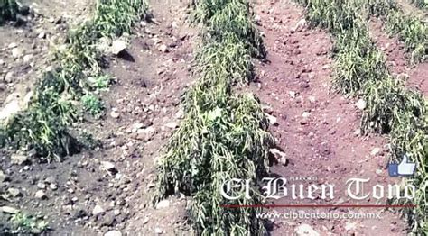 Uso De Agroquímicos Empobrece Los Suelos El Buen Tono