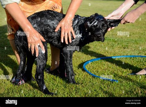 Dos Personas Bañando Un Perro Labrador De Color Negro En El Exterior