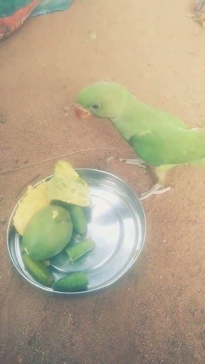 𝙥𝙖𝙧𝙧𝙖𝙩 𝙚𝙖𝙩𝙞𝙣𝙜 Youtube