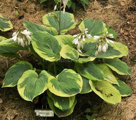 P00 Hosta Sieboldiana Maple Leaf From The Hosta Helper Presented By