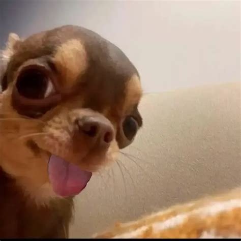 100 Chihuahua Memes That Ll Make You Laugh Harder Than You Should Artofit