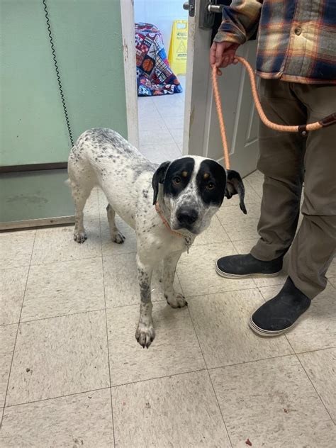 Adopt Doofus Adoptable Today Find Paw Pal