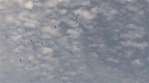فايا يونان غنِّ إذاً أنت غنِّ وقل لحلمك أنّي آتٍ وإن كنت عني بعد السماء