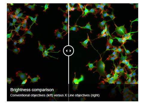 Widefield Fluorescence Imaging Olympus Ls