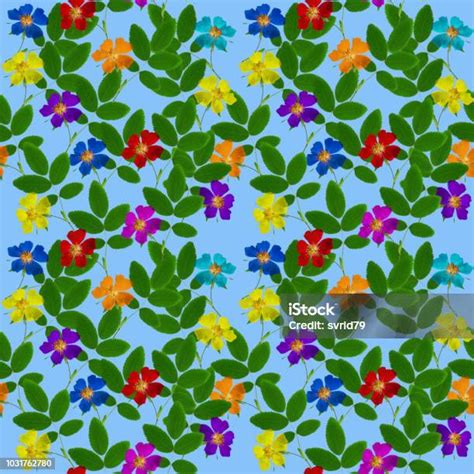 브라 야생 장미 개로즈 꽃의 완벽 한 패턴 텍스처입니다 꽃 배경 사진 콜라주 0명에 대한 스톡 사진 및 기타 이미지 0명 꽃 나무 꽃 식물 Istock