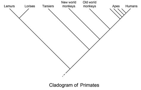 Divergent Evolution Diagram