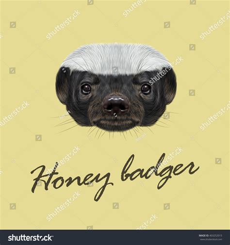 Honey Badger Drawing Cute