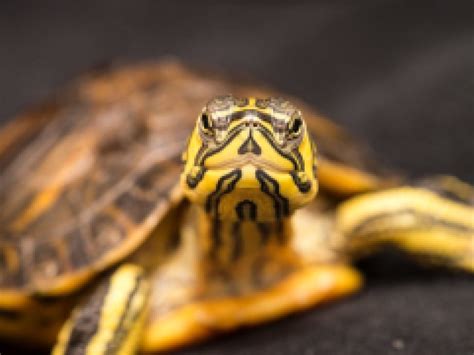 Soñar con Tortugas Amarillas
