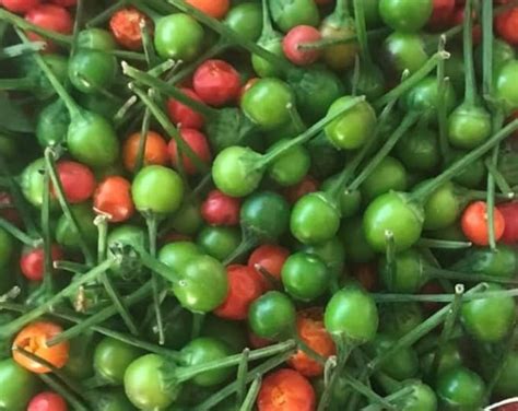 Chiltepin Peppers Etsy