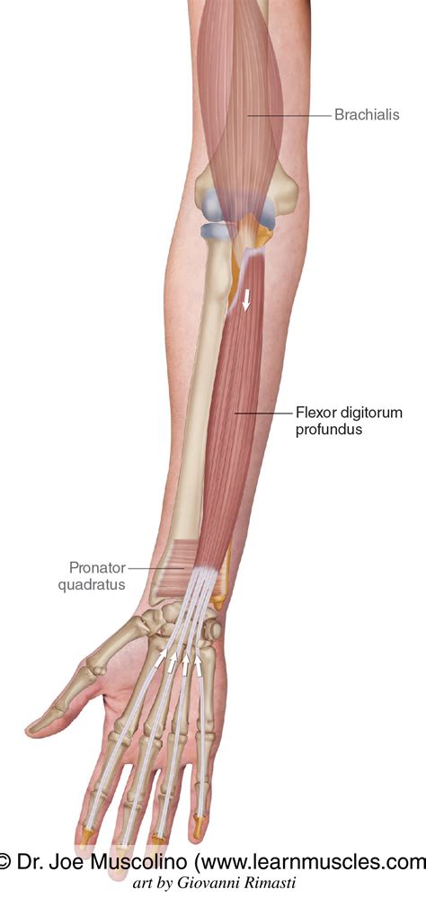 Flexor Digitorum Profundus Learn Muscles