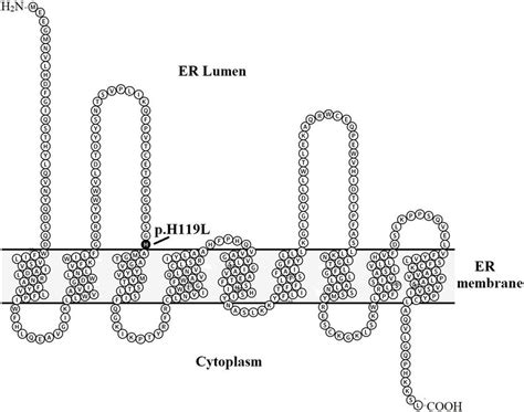 G6pase Protein Anchored In The Endoplasmic Reticulum Er By 9