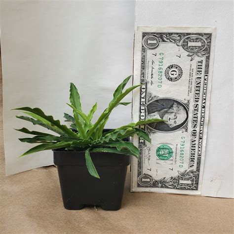 Hosta Little Squirt Mini New Small Tiny Wavy Rippled Long Narrow Folded