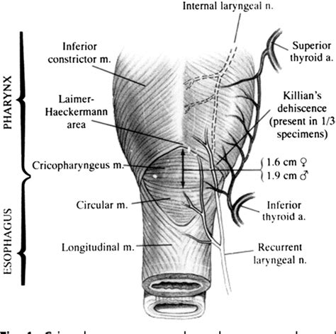 Figure 1 From Management Of Cricopharyngeal Dysphagia With And Without