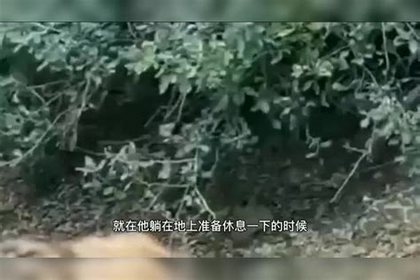 这只聪明的狒狒，凭借自己的淡定，带着宝宝逃过一劫狒狒宝宝带着