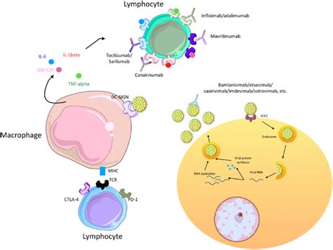 Monoclonal Antibodies In Covid 19 Download Scientific Diagram