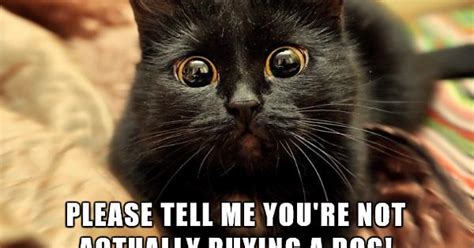 My Cat Doesnt Seem To Be Very Fond Of The Idea Of Me Buying A Do