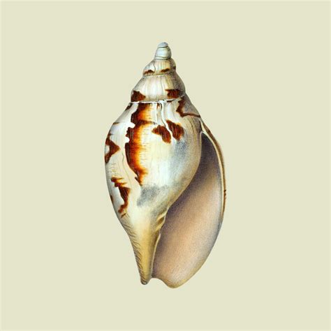 Lightning Volute Shell Tofujoe