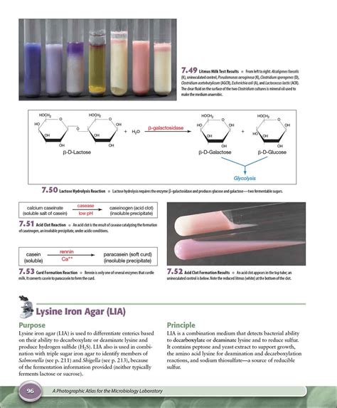 A Photographic Atlas For The Microbiology Laboratory 5e Morton