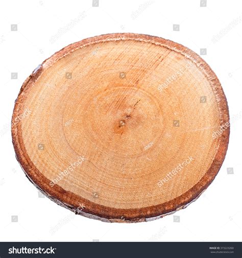 Cross Section Tree Trunk Showing Growth Stock Photo 373223260 Shutterstock