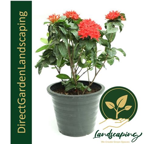 Ixora Singapores 1 Gardening And Landscaping Company
