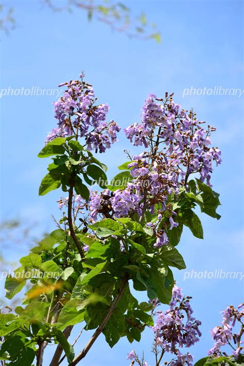桐の花 写真素材 [ 6019300 ] フォトライブラリー Photolibrary