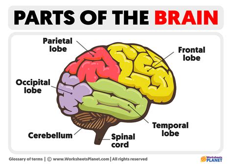 Parts Of The Left Side Of The Brain
