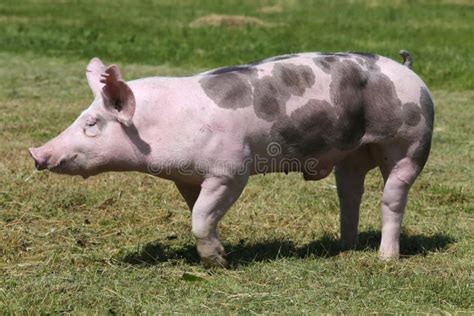 Duroc Pig Characteristics
