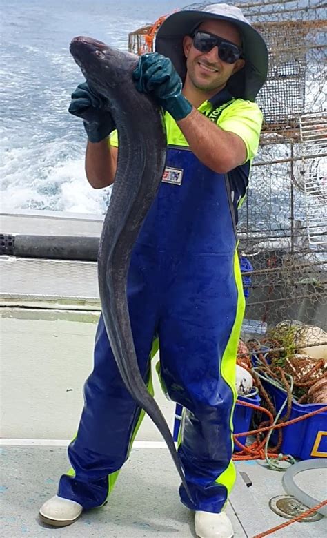 Big Conga Eel Today Trapman Australia Facebook