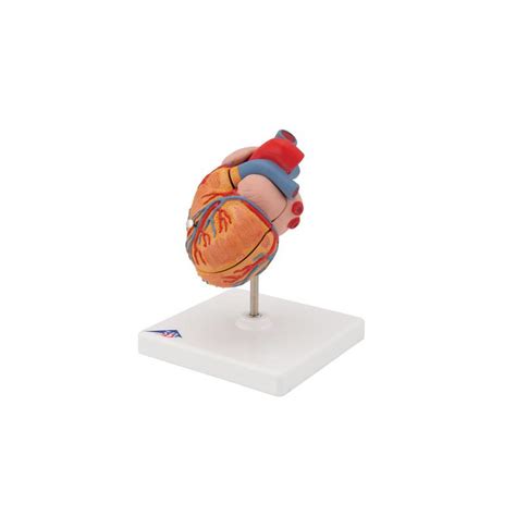 3b Scientific 2 Part Heart Model With Left Ventricular Hypertrophy Lvh Medi Shop Gr