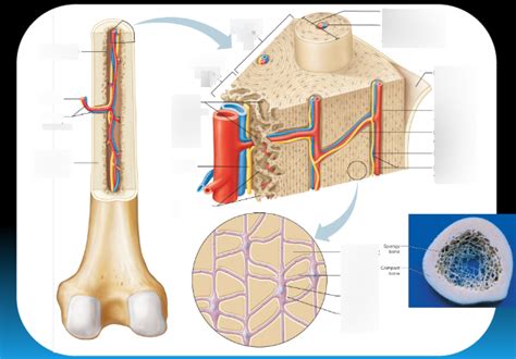 Bone Structures Quiz Microscopic Bone Anatomy Diagram Quizlet