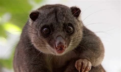 Cuscus The Secretive Arboreal Marsupial