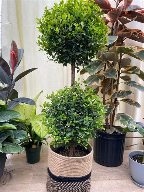 Topiary Potted Plants Myrtus Communis Myrtle Topiary Tree Various