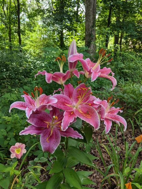 Stargazer Lily On Tumblr