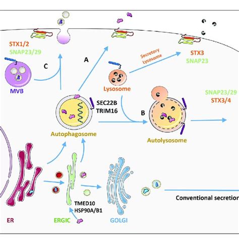 Secretory Autophagy An Unconventional Secretory Pathway In Contrast