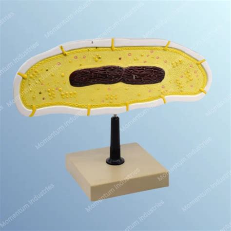 Fiberglass Mi Bacteria Model Small Model For Education At ₹ 805 Piece In Ambala