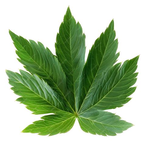 Premium Photo Isolated Desert Delphinium Leaf With Palmately Compound