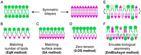Building Atomistic Models Of Asymmetric Lipid Bilayers Encyclopedia Mdpi